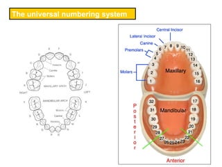 Introduction dental anatomy | PPT