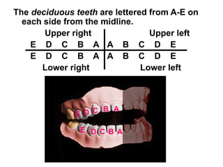 Introduction dental anatomy | PPT
