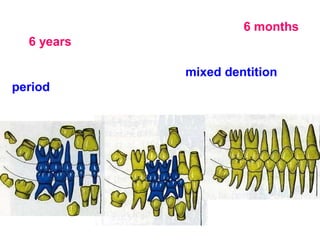 Introduction dental anatomy | PPT