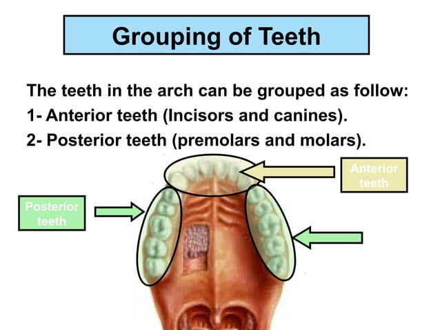 Introduction dental anatomy | PPT