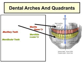 Introduction dental anatomy | PPT
