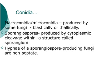 Introduction-General Characteristics of Fungi-Classification of Fungi ...