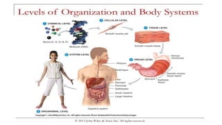 Introduction human body | PPT