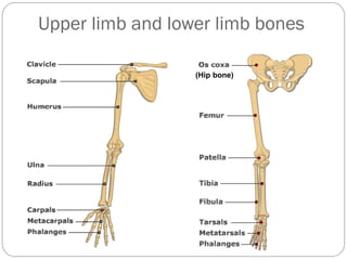 Introduction human movement apparatus-Dr.B.B.Gosai | PDF