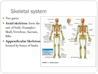 Introduction human movement apparatus-Dr.B.B.Gosai | PPT