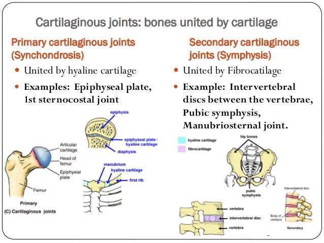 Introduction human movement apparatus-Dr.B.B.Gosai