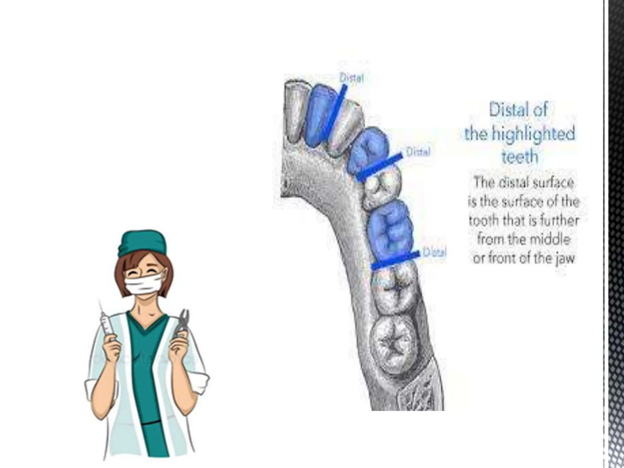 Introduction-of-Tooth.pptx | Free Download