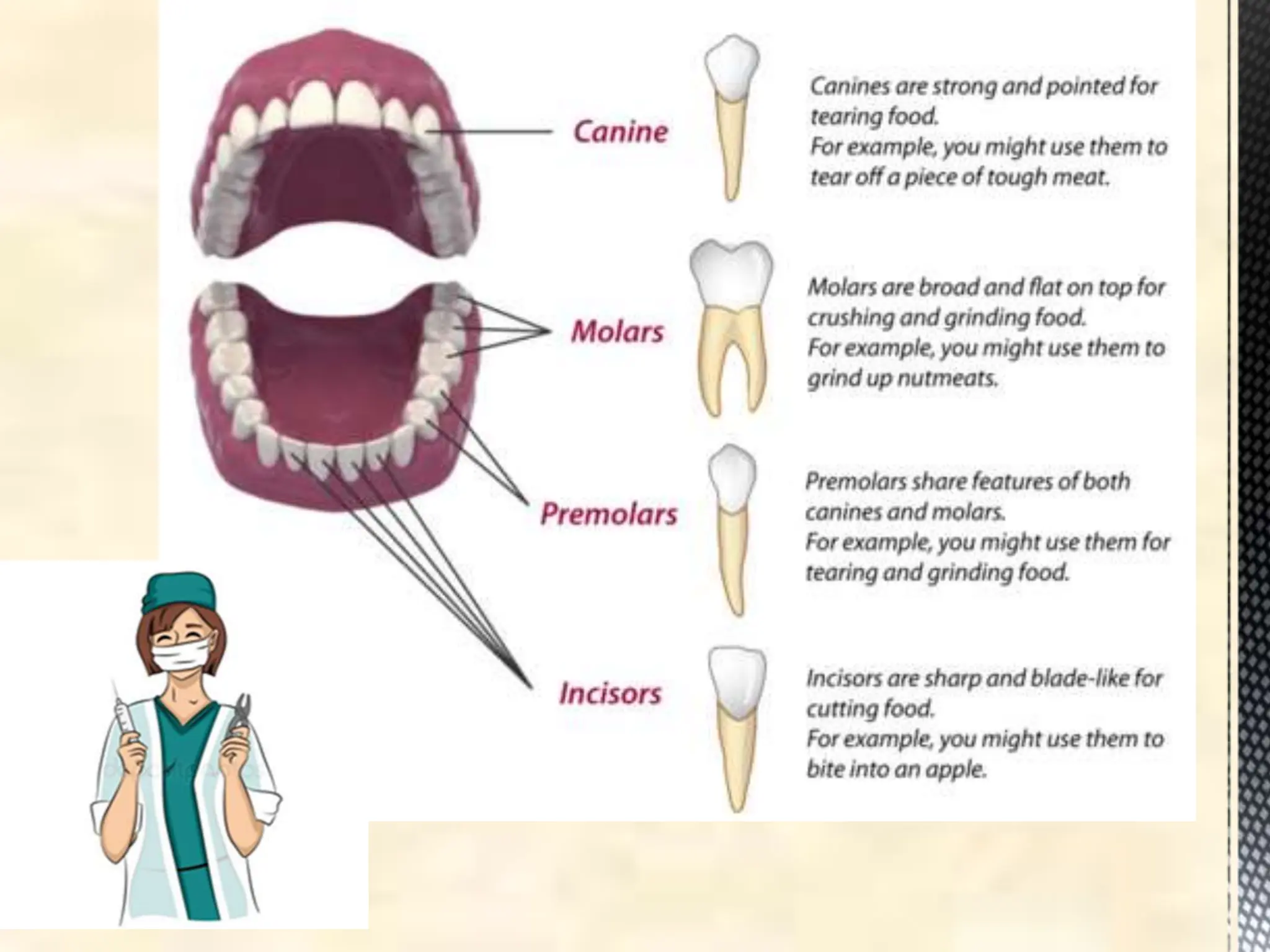 Introduction-of-Tooth.pptx