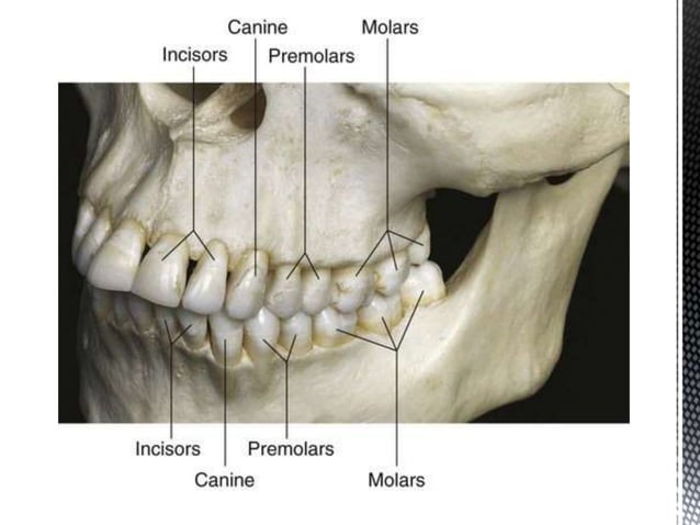 Introduction-of-Tooth.pptx