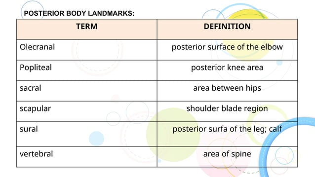 INTRODUCTION-TO-ANATOMY INTRODUCTION TO ANATOMY | PPTX
