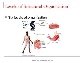 INTRODUCTION-TO-ANATOMY-AND-PHYSIOLOGY.ppt