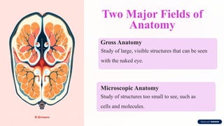 Introduction-to-Anatomy-and-Physiology.pptx