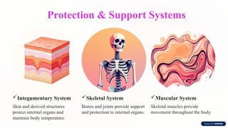 Introduction-to-Anatomy-and-Physiology.pptx