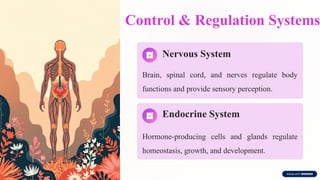 Introduction-to-Anatomy-and-Physiology.pptx