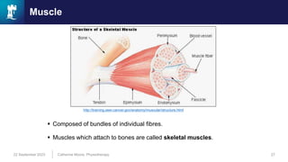 introduction-to-anatomy-powerpoint-presentation.pptx