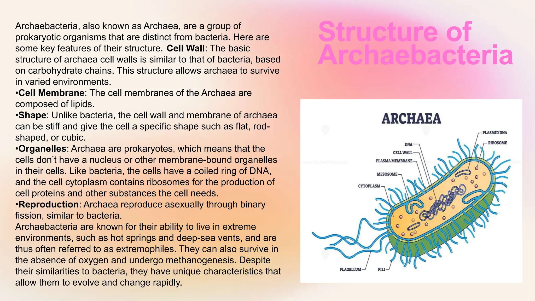 Introduction to Archaebacteria and its structure ppt.pptx