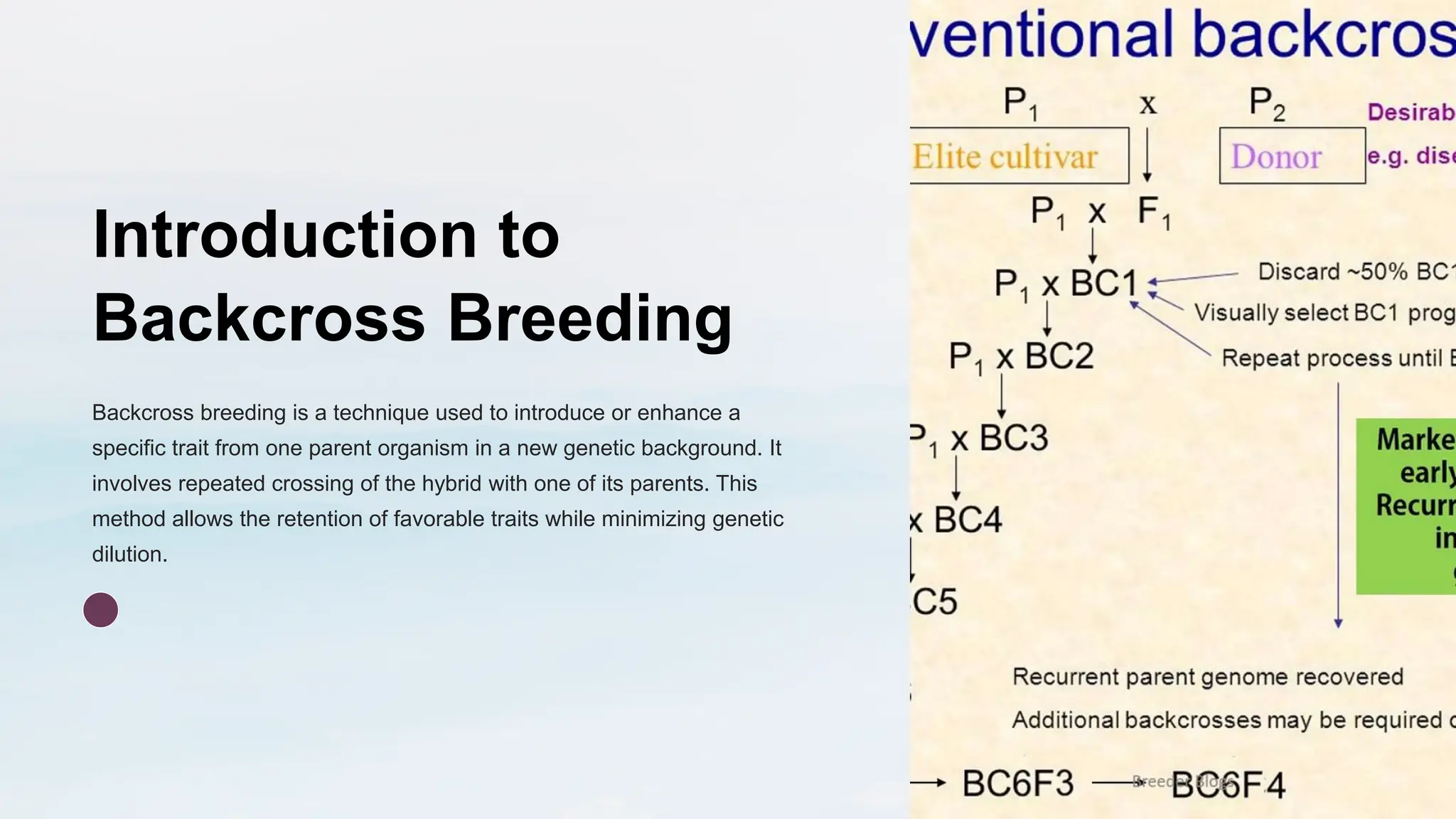 Backcross breeding for transfer of dominant and recessive genes | PPTX