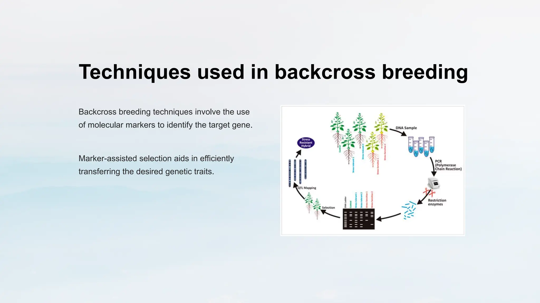 Backcross breeding for transfer of dominant and recessive genes | PPTX