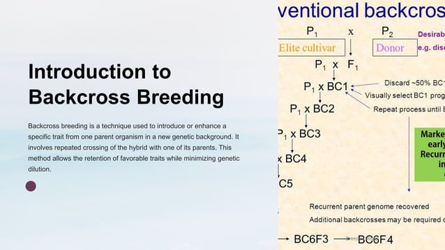 Backcross breeding for transfer of dominant and recessive genes | PPTX ...