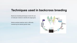 Backcross breeding for transfer of dominant and recessive genes | PPTX