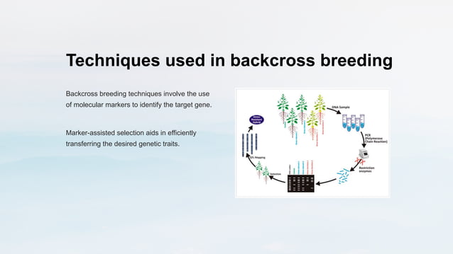 Backcross breeding for transfer of dominant and recessive genes | PPTX ...