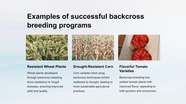 Backcross breeding for transfer of dominant and recessive genes | PPTX ...