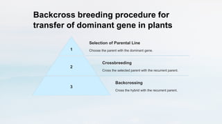 Backcross breeding for transfer of dominant and recessive genes | PPTX