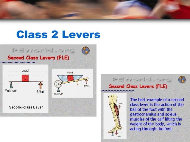 Introduction to Biomechanics | PPT