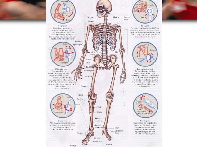 Introduction to Biomechanics | PPT