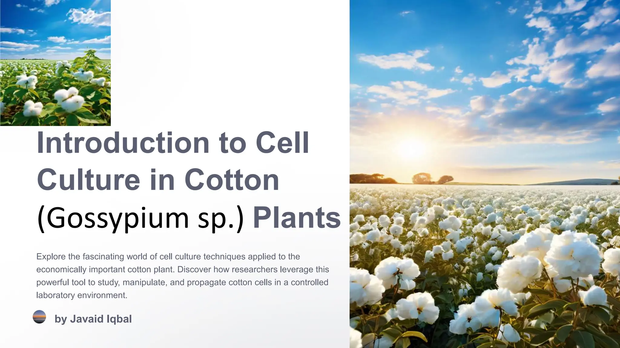 Introduction-to-Cell-Culture-in-Cotton-Plants.pptx