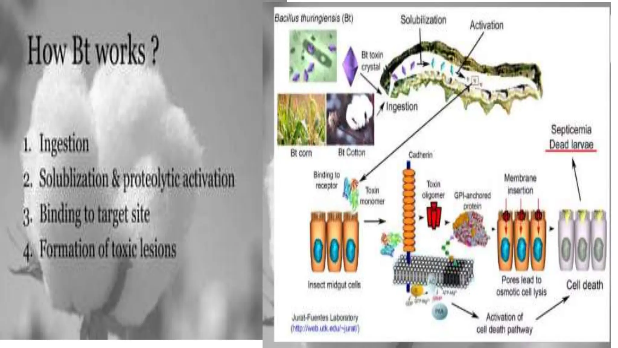Introduction-to-Cell-Culture-in-Cotton-Plants.pptx