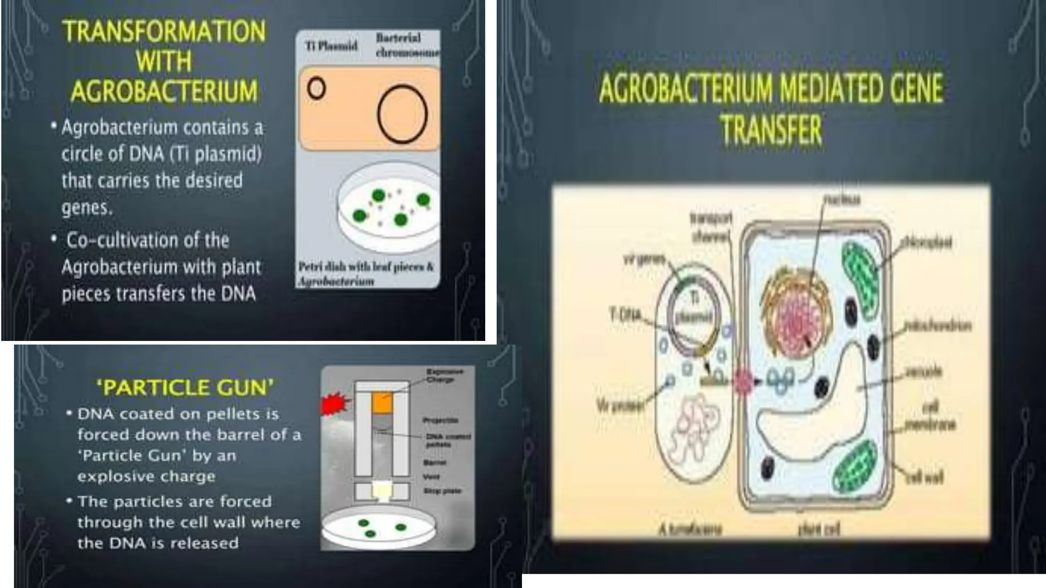 Introduction-to-Cell-Culture-in-Cotton-Plants.pptx