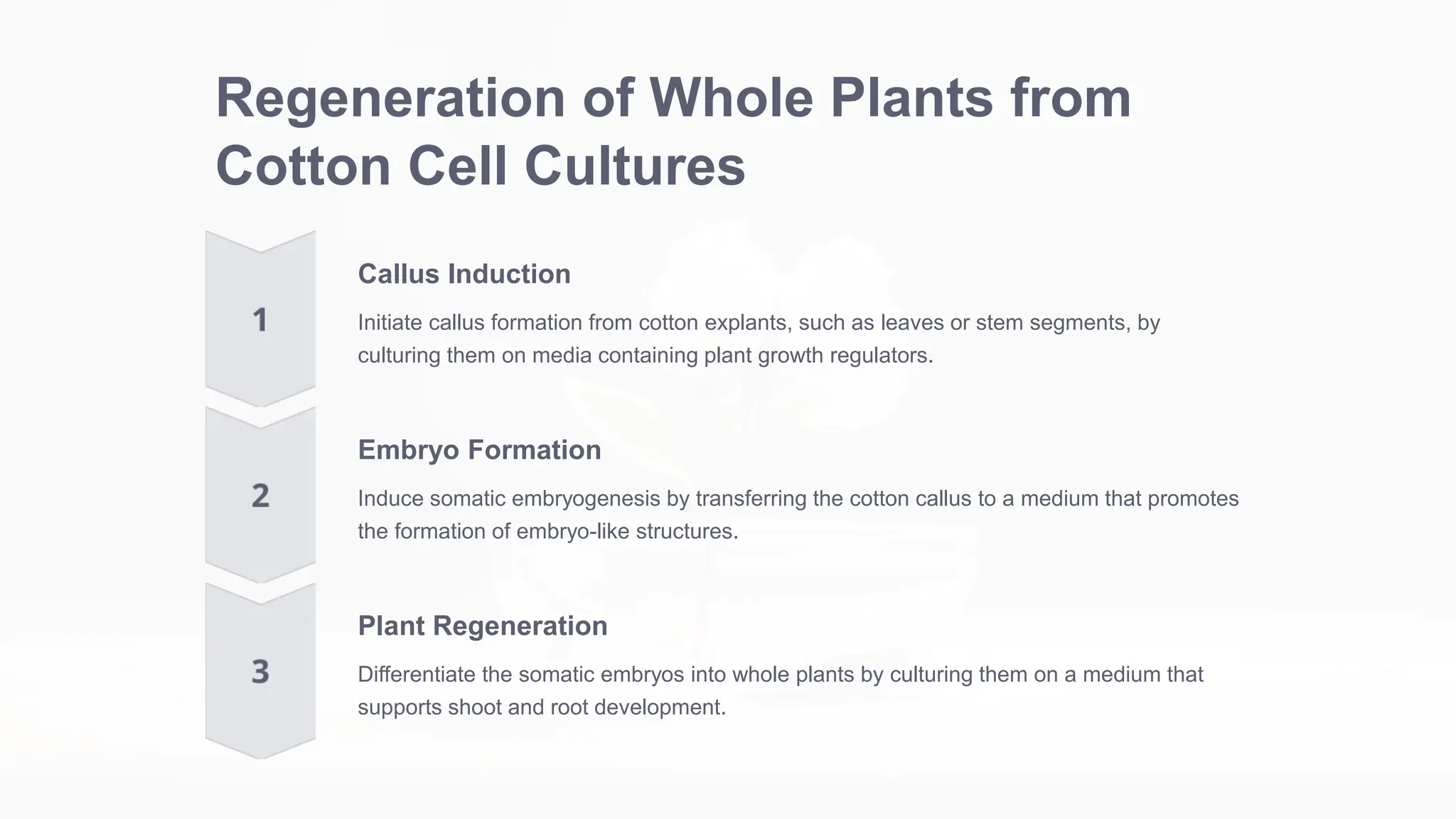Introduction-to-Cell-Culture-in-Cotton-Plants.pptx
