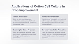 Introduction-to-Cell-Culture-in-Cotton-Plants.pptx