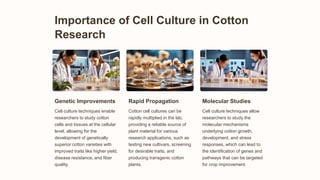 Introduction-to-Cell-Culture-in-Cotton-Plants.pptx