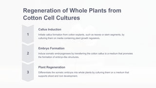 Introduction-to-Cell-Culture-in-Cotton-Plants.pptx