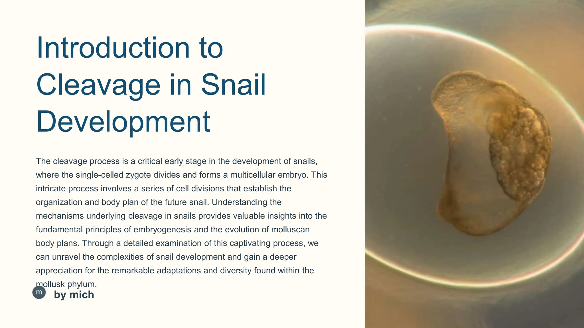 Introduction-to-Cleavage-in-Snail-Development (2).pptx