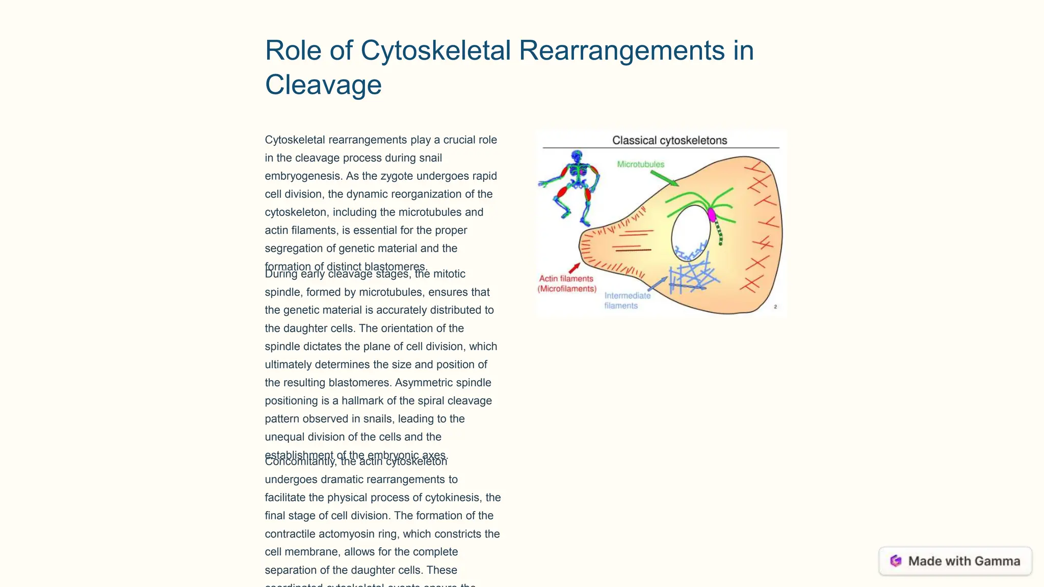 Introduction-to-Cleavage-in-Snail-Development (2).pptx