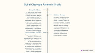 Introduction-to-Cleavage-in-Snail-Development (2).pptx