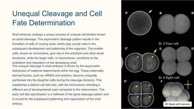 Introduction-to-Cleavage-in-Snail-Development (2).pptx | Biological ...