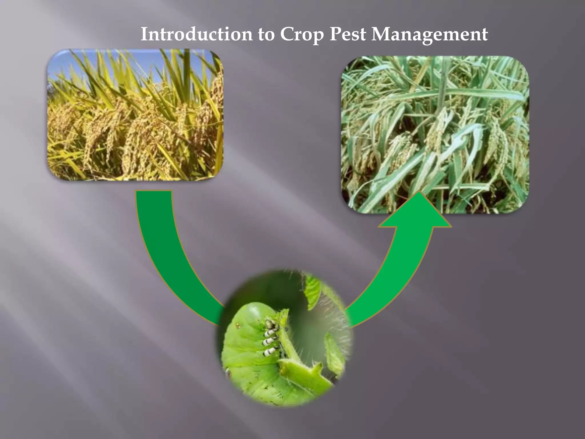 Introduction to-crop-pest-management | PPT
