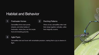 Introduction to the reprodutive biology of damsel fly and its mechanism | PPTX