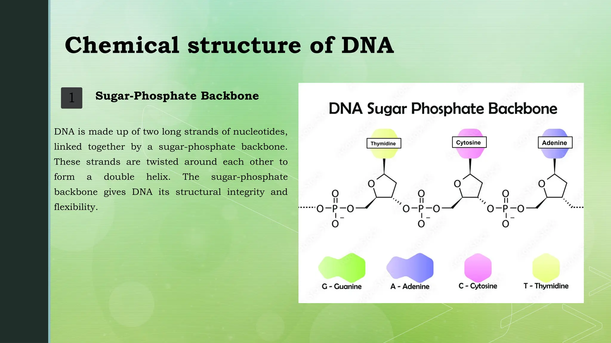 Introduction-to-DNA | Discovery | Chemical Structure | PPT