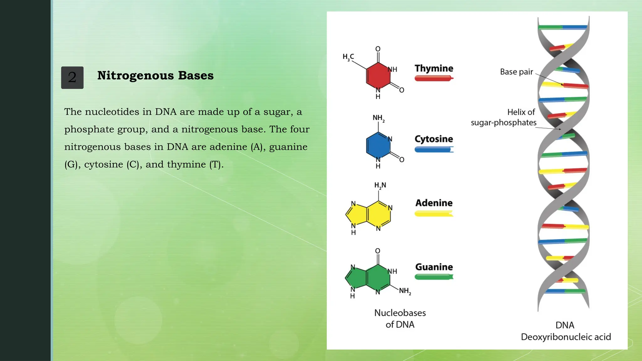 Introduction-to-DNA | Discovery | Chemical Structure | PPT
