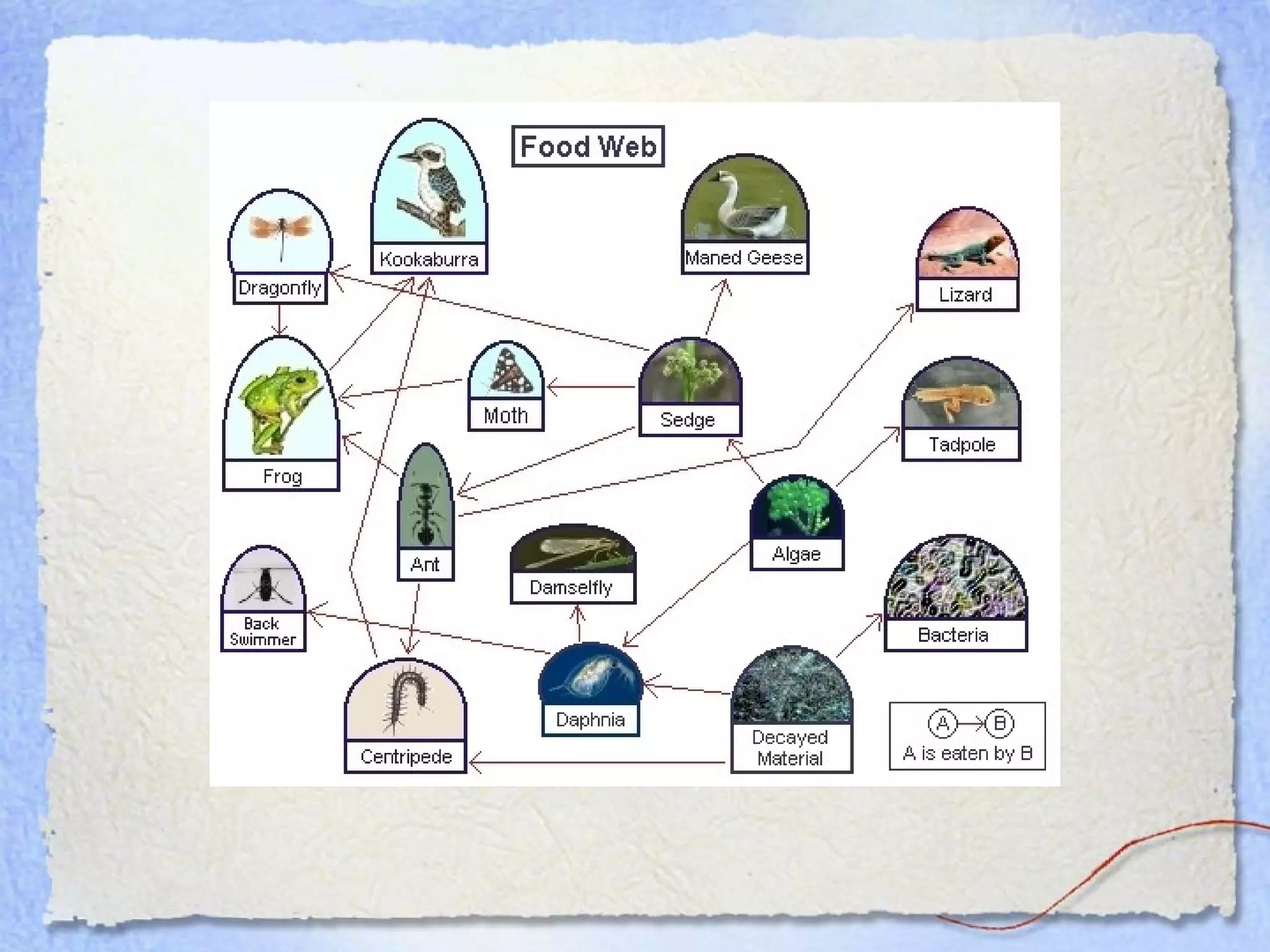 Introduction To Ecology | PPT