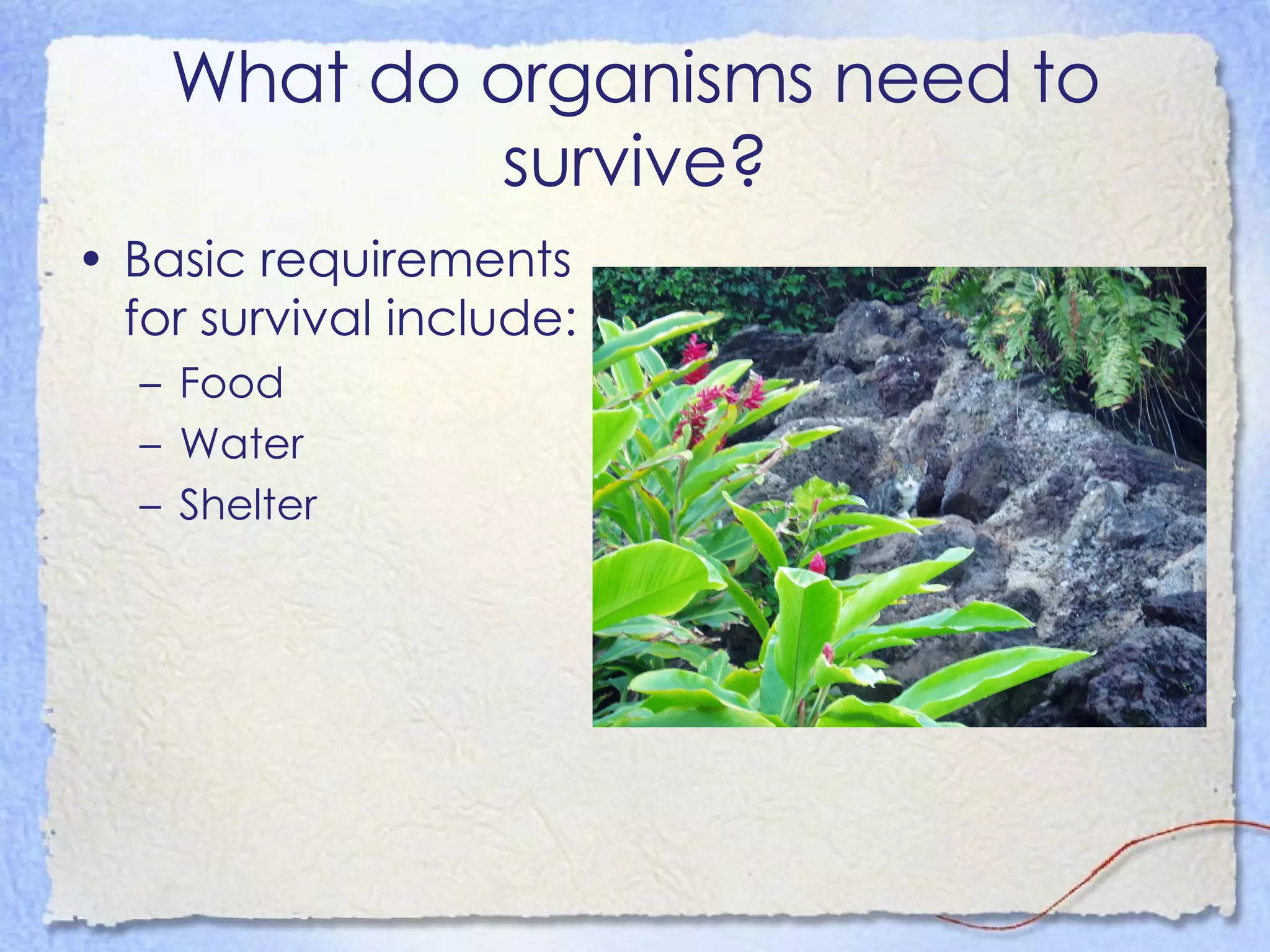 Introduction To Ecology | PPT