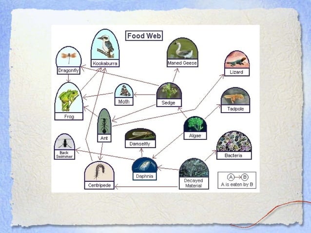 Introduction To Ecology | PPT