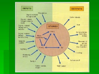 Ecosystems 1 Introduction | PPT