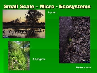 Ecosystems 1 Introduction | PPT