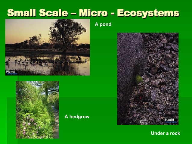 Ecosystems 1 Introduction | PPT | Environment | Science